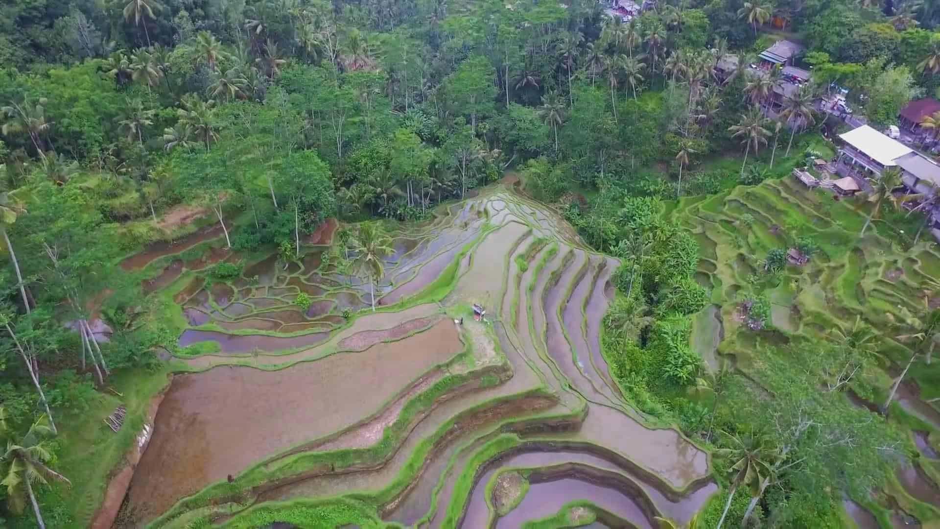 Ubud's Rice Fields are Incredible! | eBikes Bali